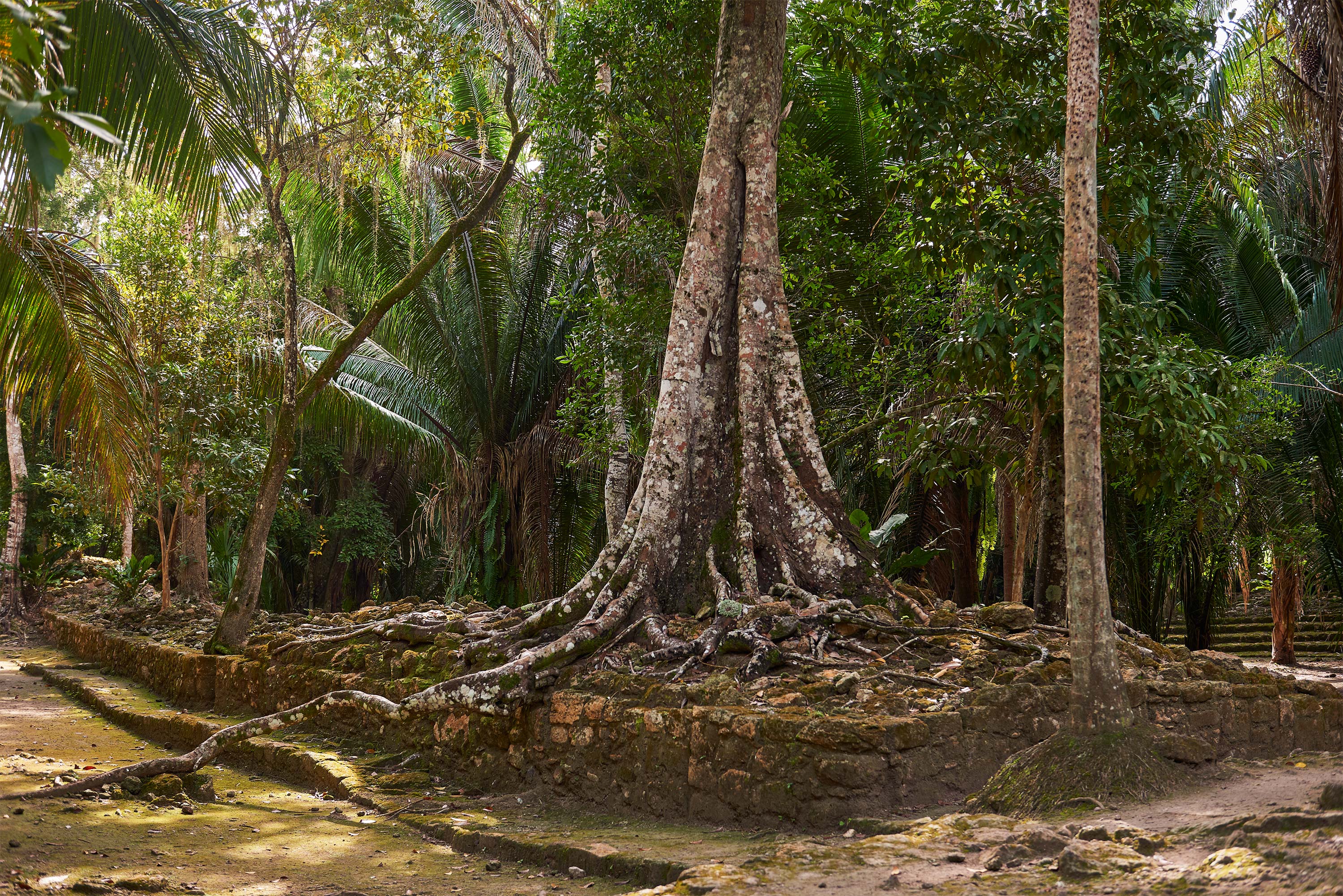 Costa Maya's Chacchoben Maya Ruins Tour